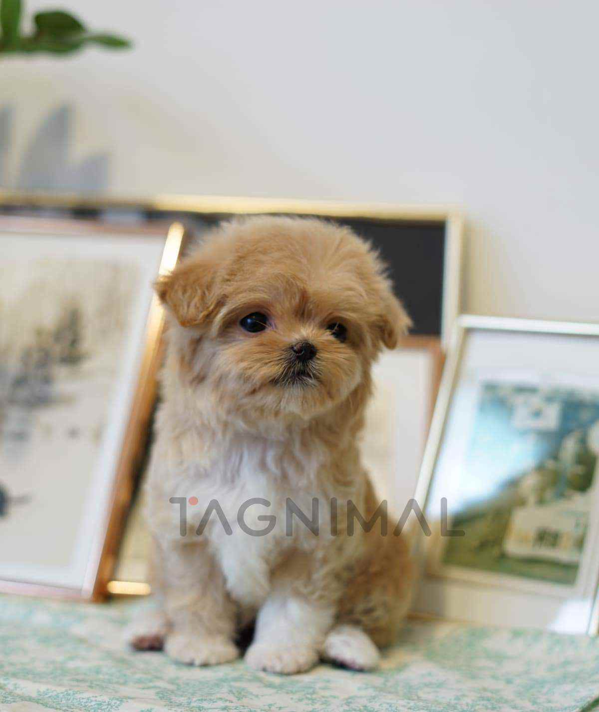 Maria (มาเรีย) | Tagnimal