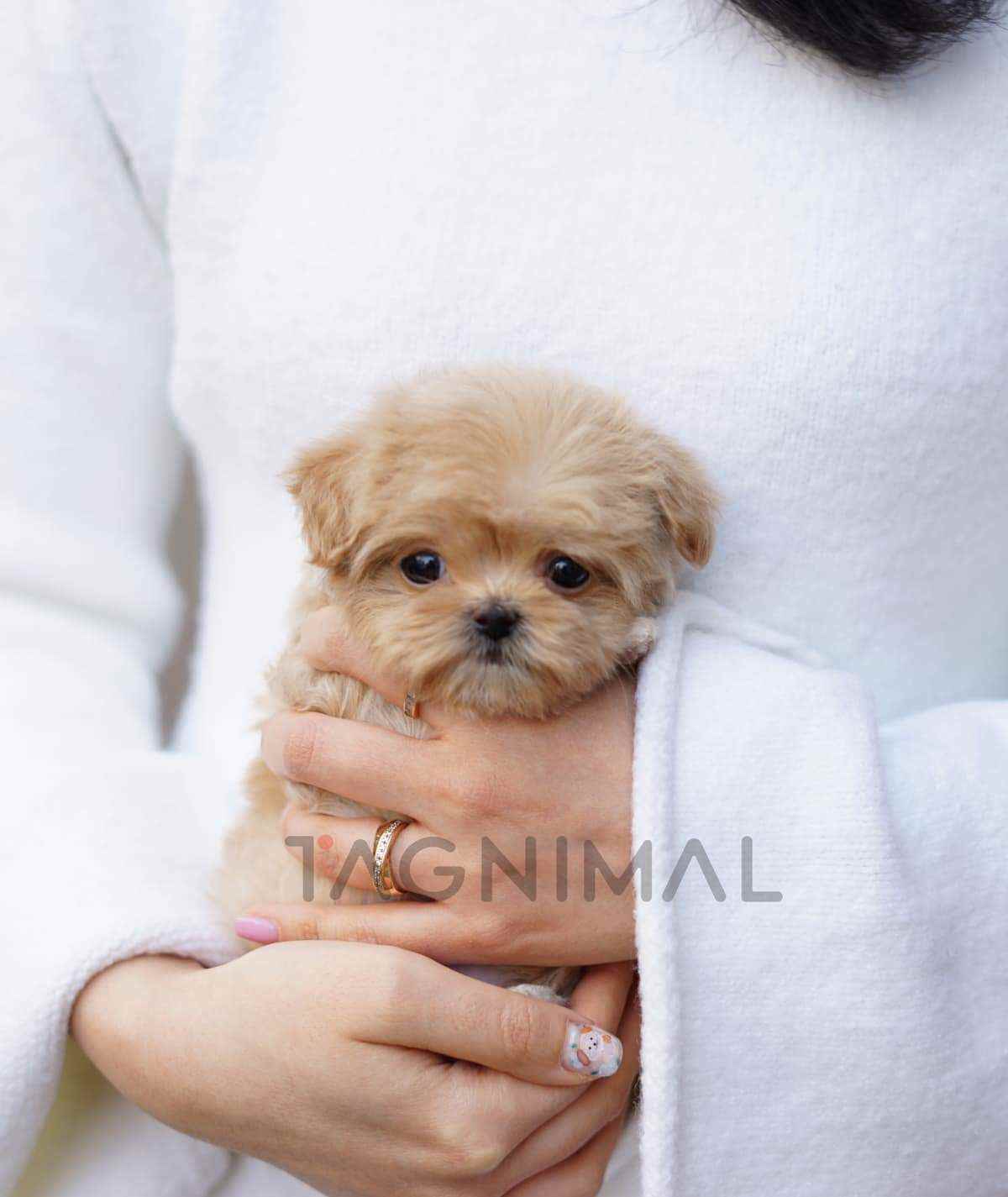 Maria (มาเรีย) | Tagnimal