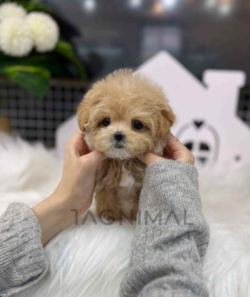 Rokey (โรกี้) | Tagnimal