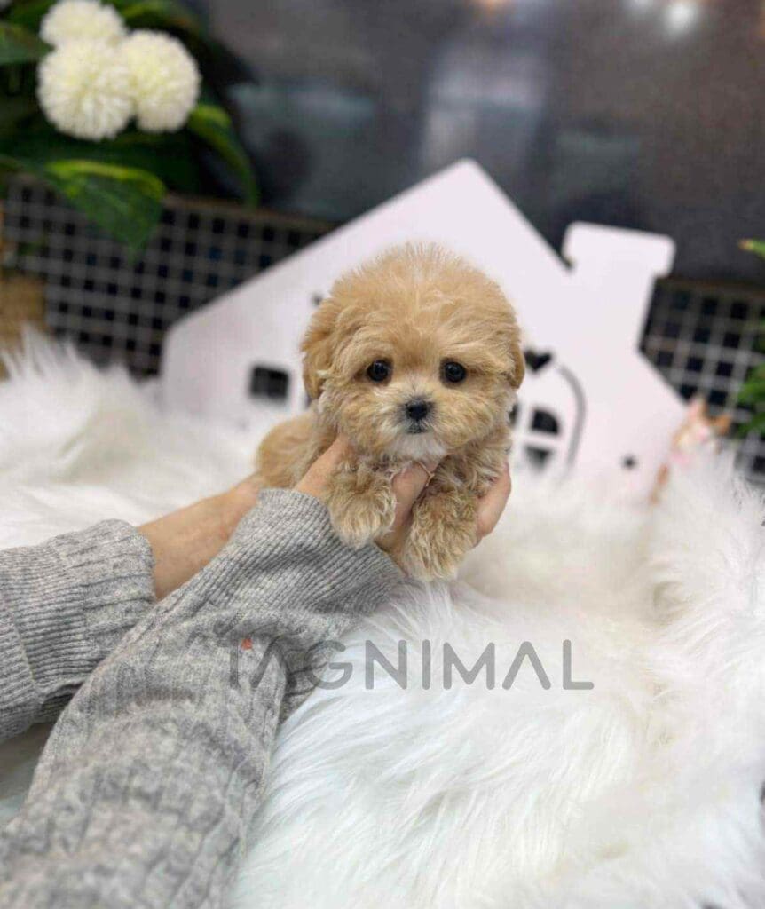 Rokey (โรกี้) | Tagnimal