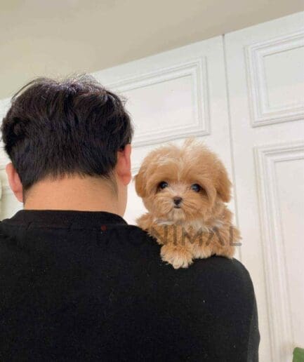 น้องหมา 🐶 | Tagnimal