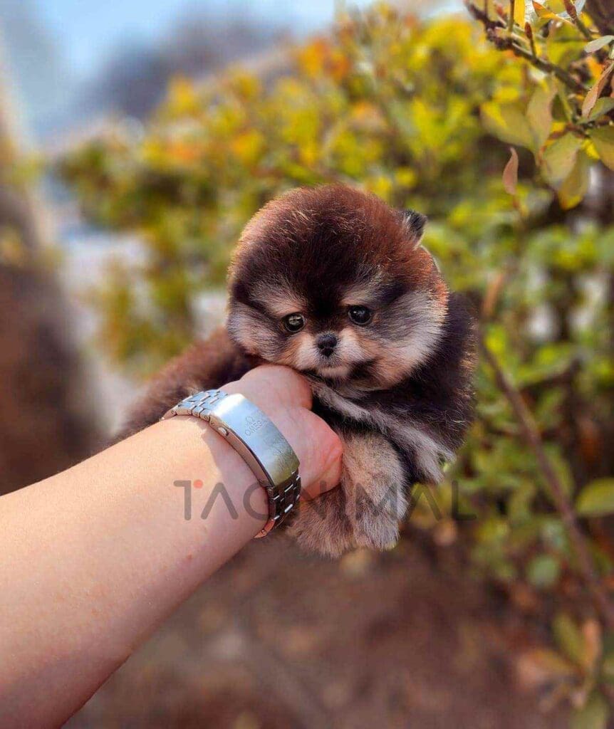 Bebop (บีบอป) | Tagnimal