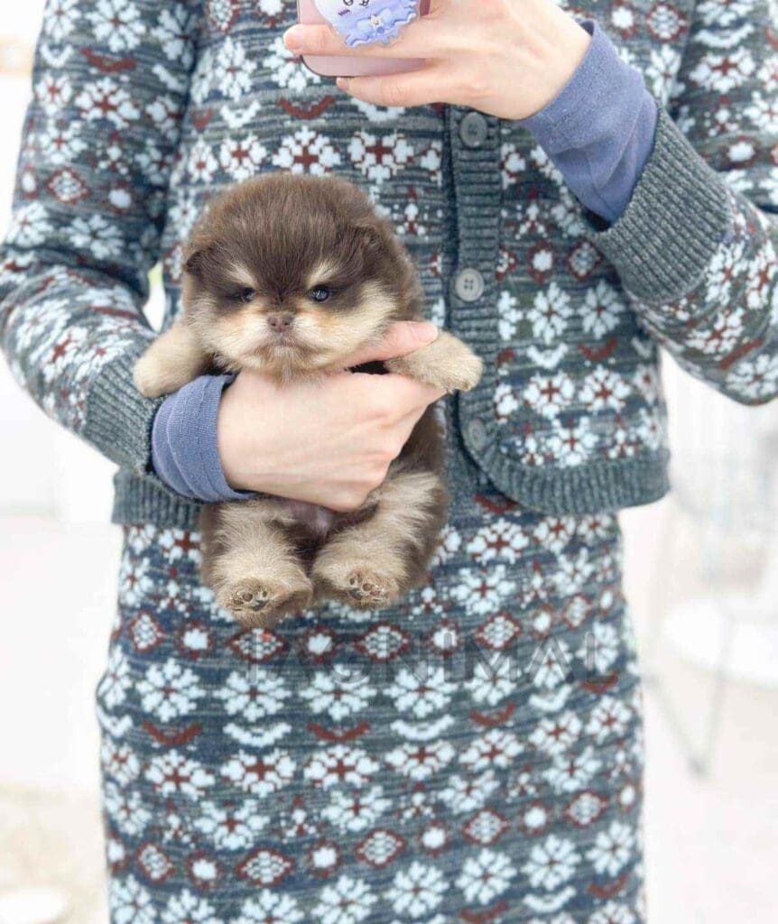 Kancho (คันโช) | Tagnimal