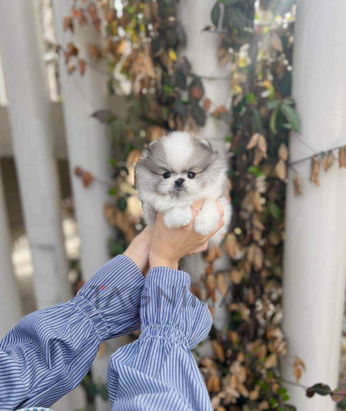 Taro (ทาโร่) | Tagnimal