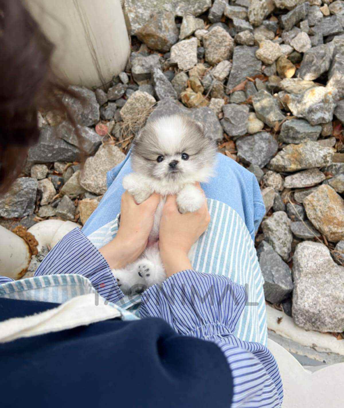 Taro (ทาโร่) | Tagnimal