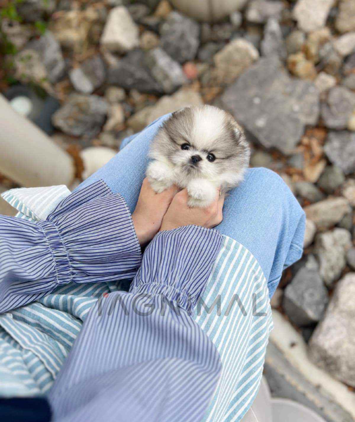 Taro (ทาโร่) | Tagnimal