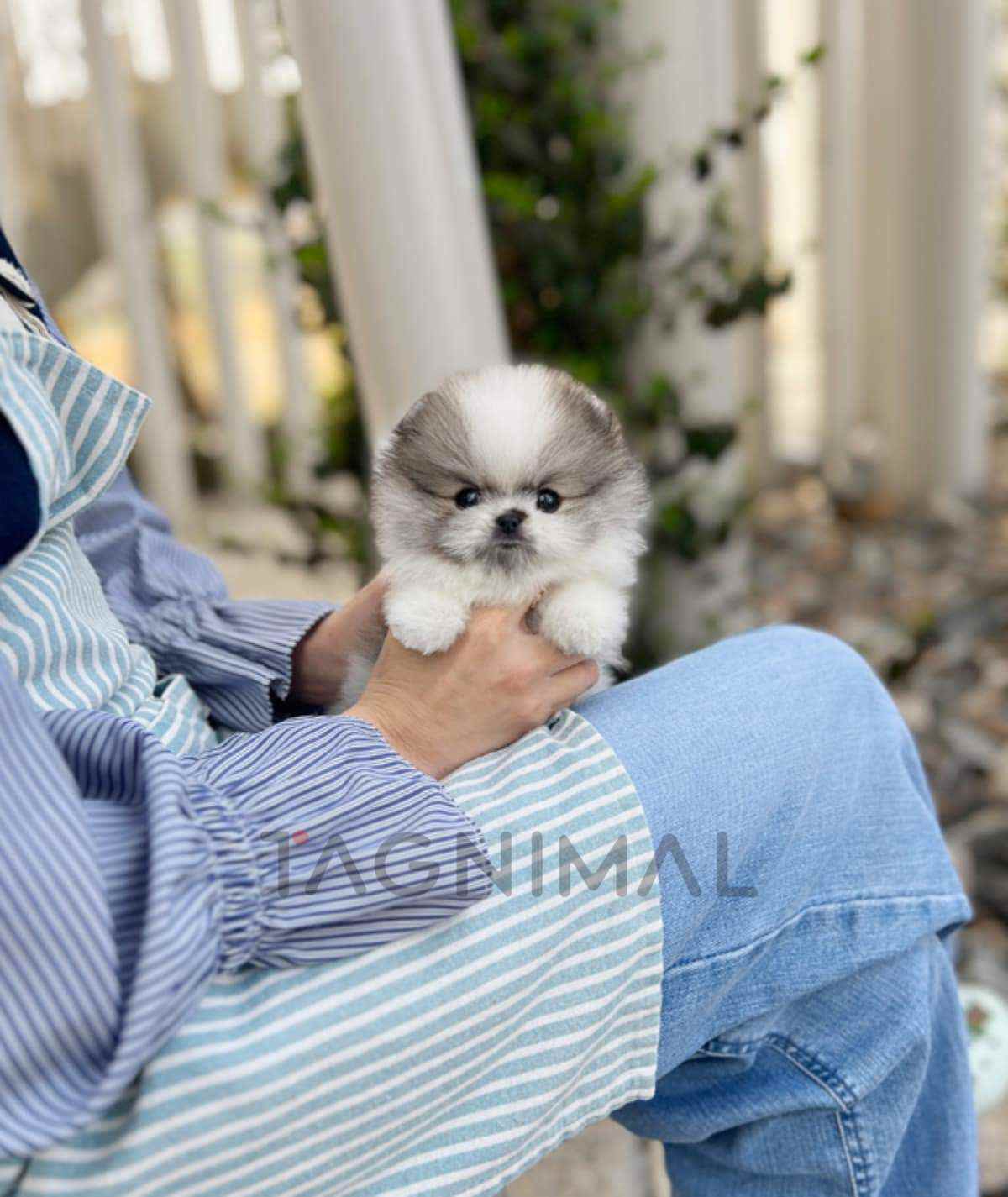 Taro (ทาโร่) | Tagnimal