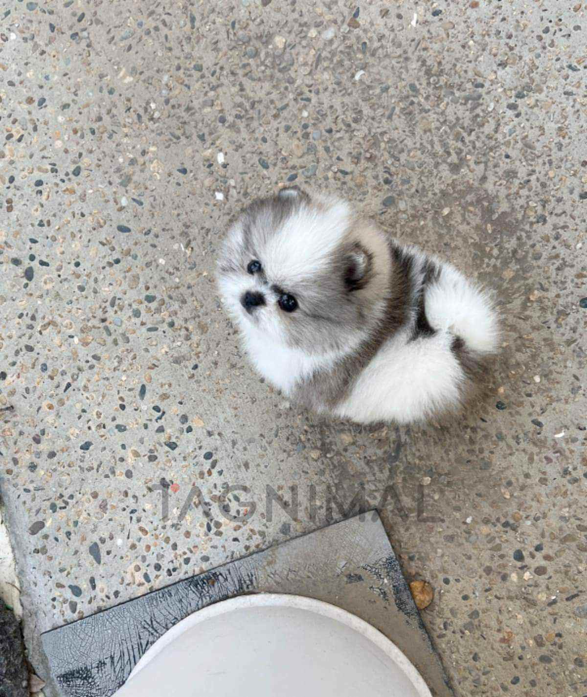 Taro (ทาโร่) | Tagnimal