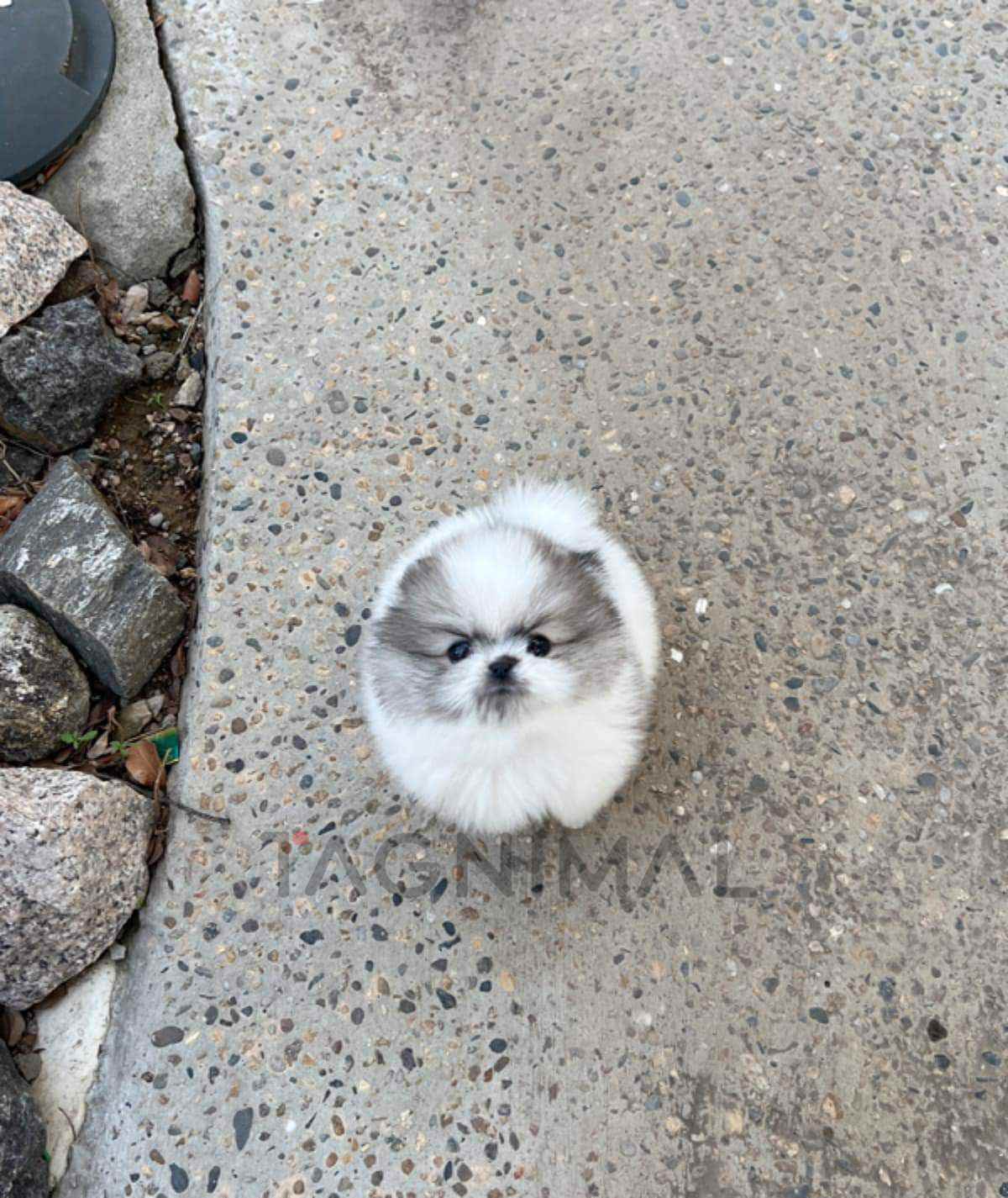 Taro (ทาโร่) | Tagnimal