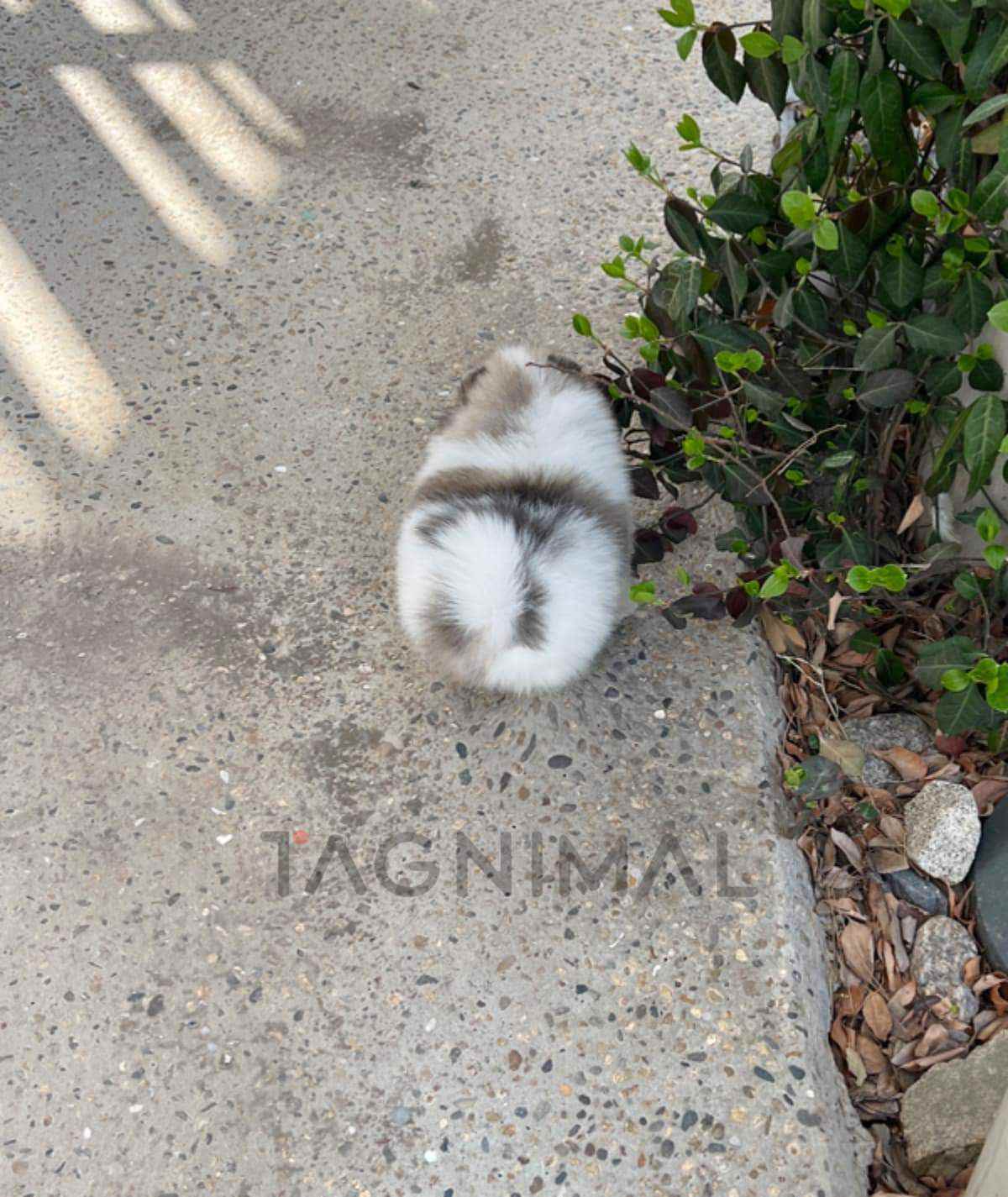 Taro (ทาโร่) | Tagnimal