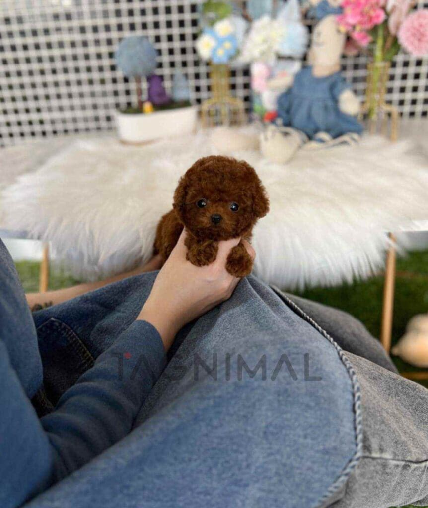 Jani (เจนี่) | Tagnimal