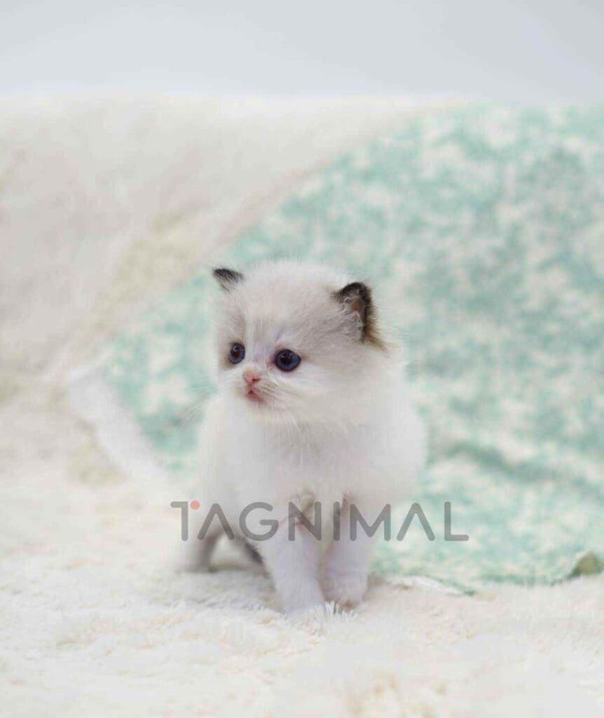 Maria (มาเรีย) | Tagnimal