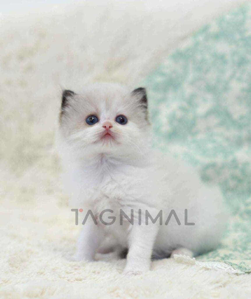 Maria (มาเรีย) | Tagnimal