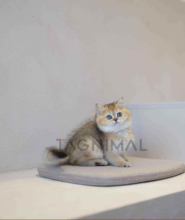 Gold (โกลด์) | Tagnimal