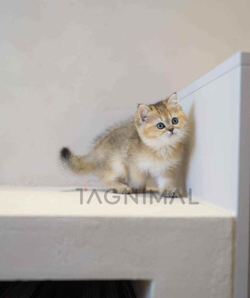 Gold (โกลด์) | Tagnimal