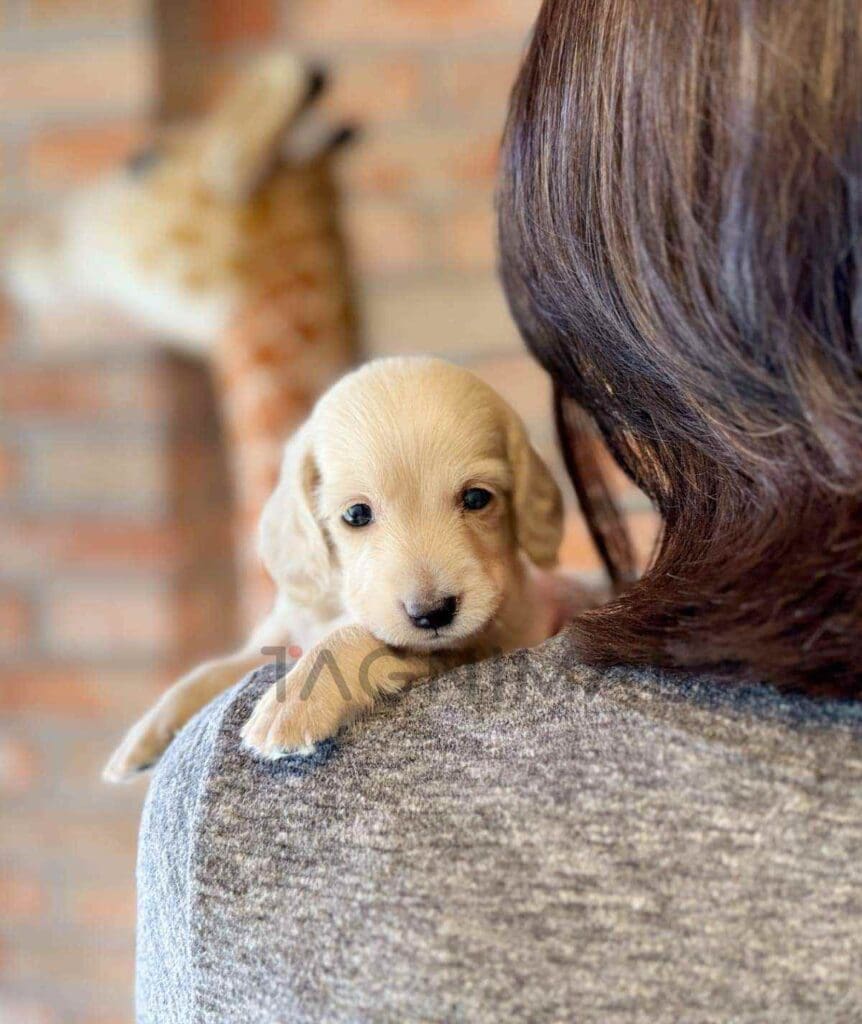 Downy (ดาวน์นี่) | Tagnimal