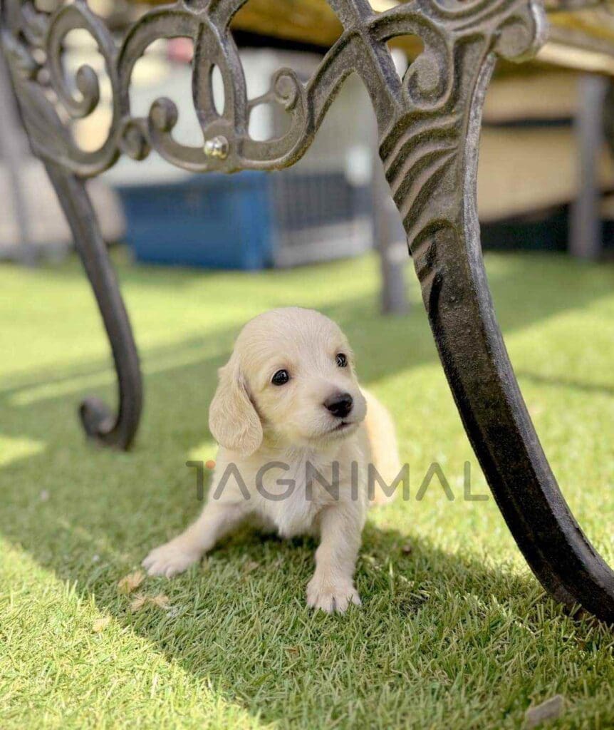 Downy (ดาวน์นี่) | Tagnimal