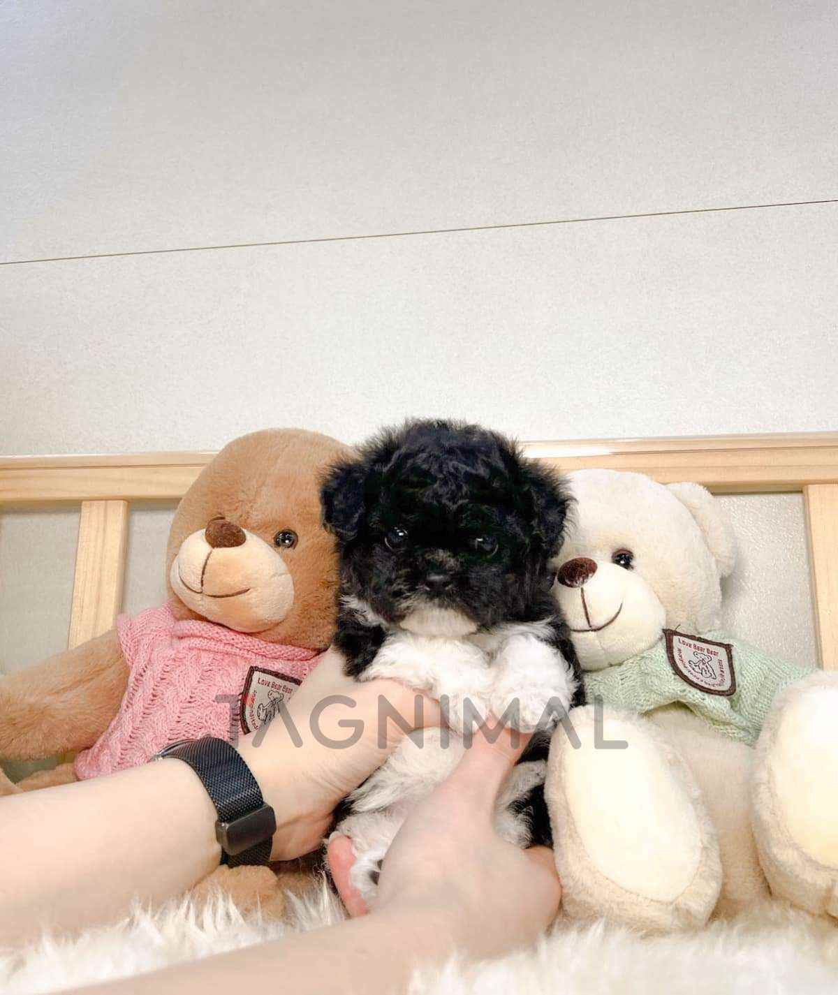 Banban (บันบัน) | Tagnimal