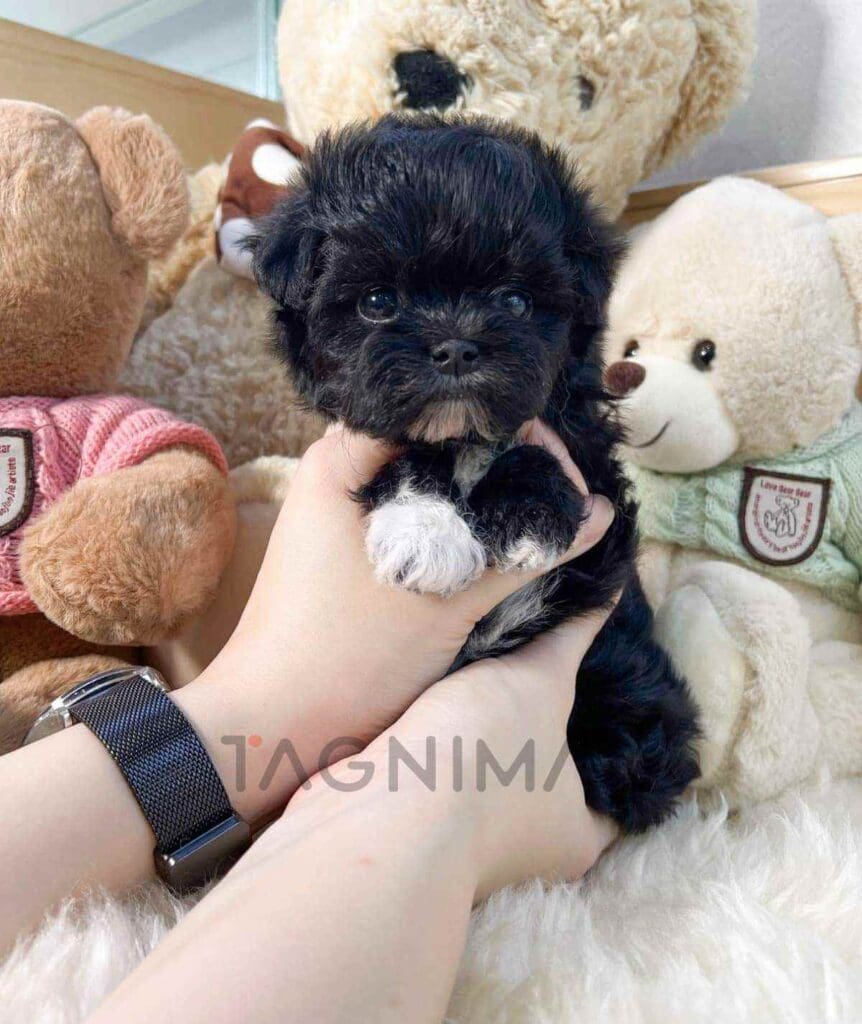 Bappul (บัพพูล) | Tagnimal