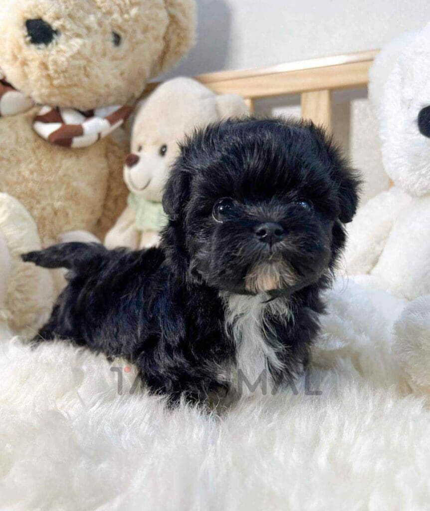 Bappul (บัพพูล) | Tagnimal