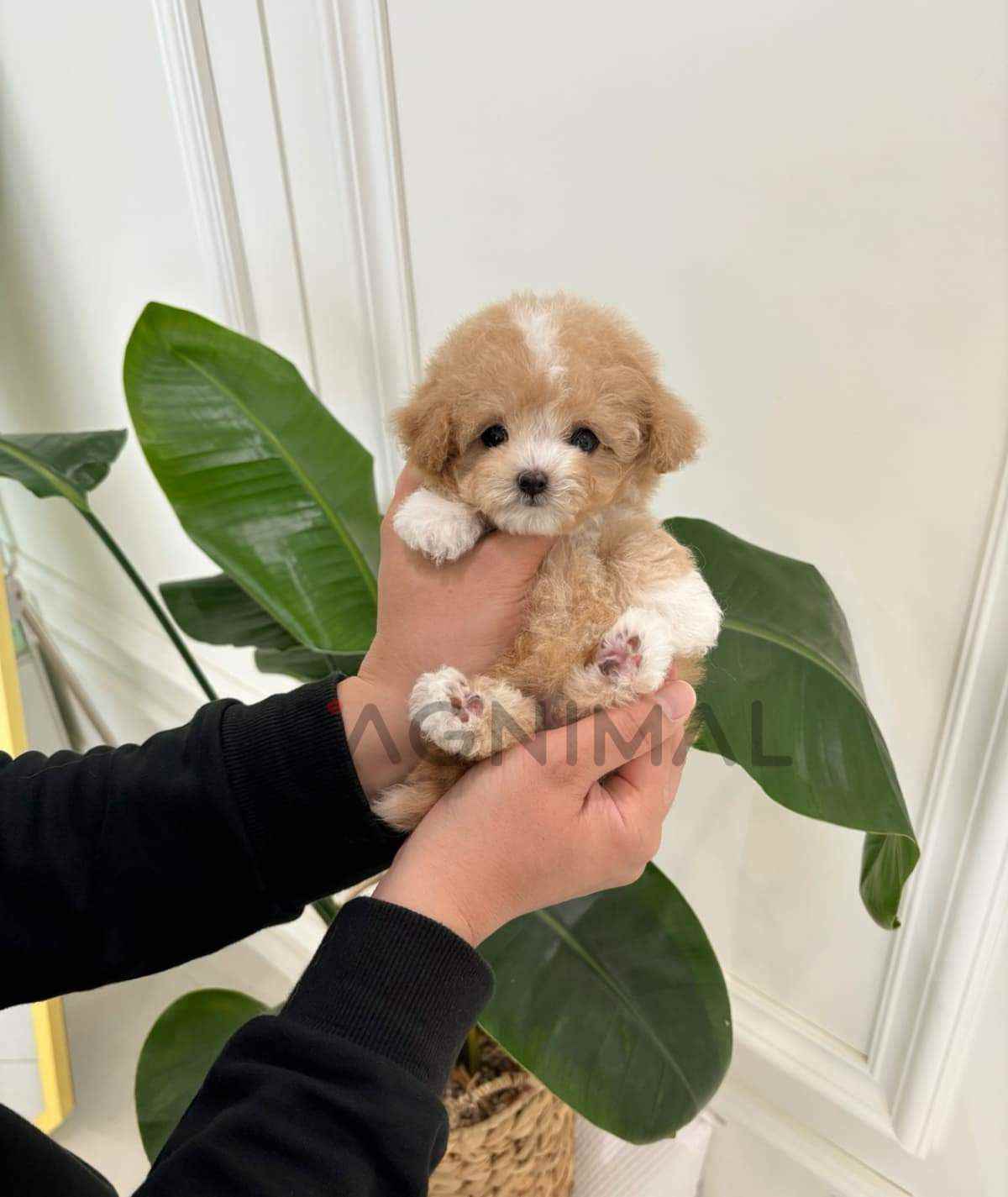 Jeki (เจกิ) | Tagnimal