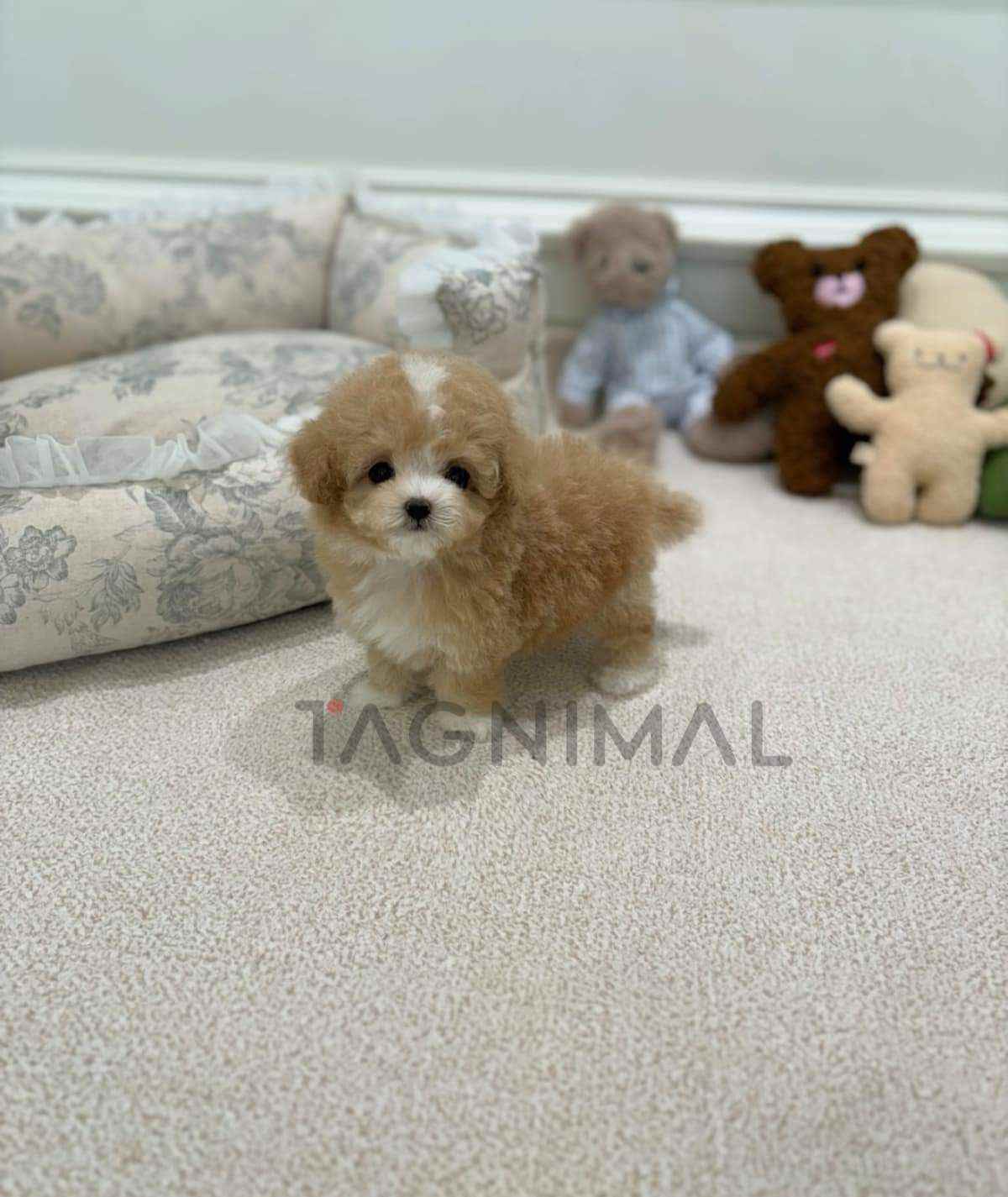 Jeki (เจกิ) | Tagnimal