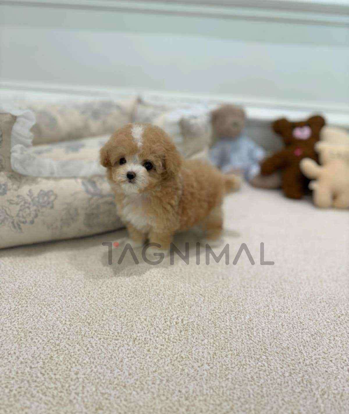 Jeki (เจกิ) | Tagnimal