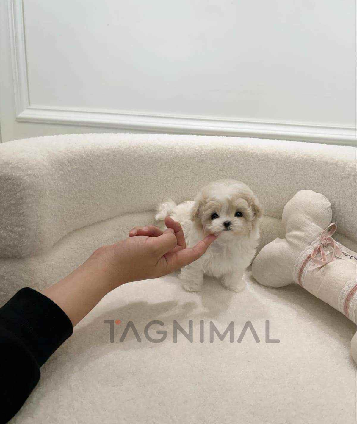 Lily (ลิลี่) | Tagnimal