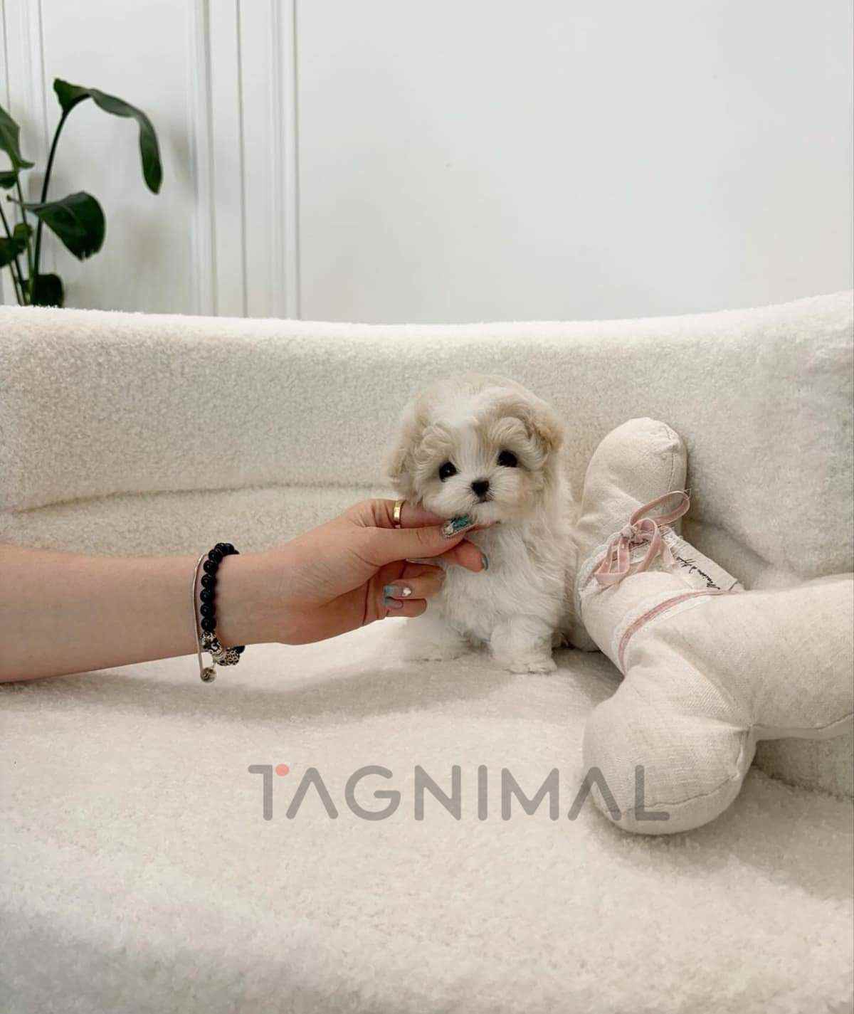 Lily (ลิลี่) | Tagnimal