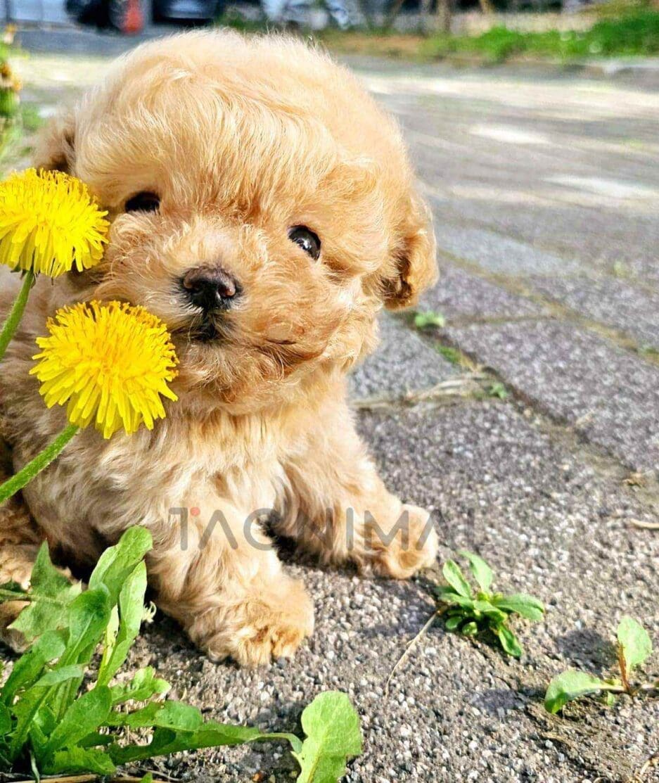 Orange (ออเร้นจ์) | Tagnimal