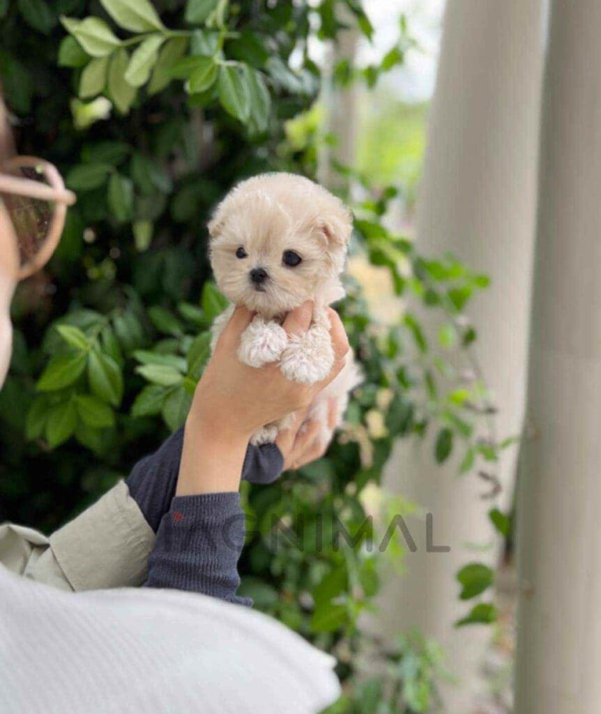 Shasha (ชาช่า) | Tagnimal