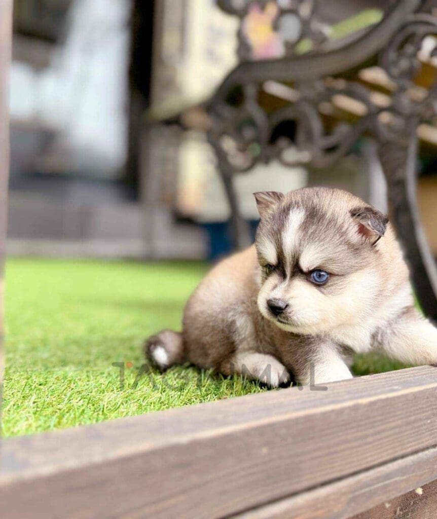 Baba (บาบ้า) | Tagnimal