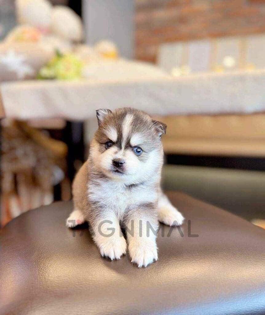 Baba (บาบ้า) | Tagnimal