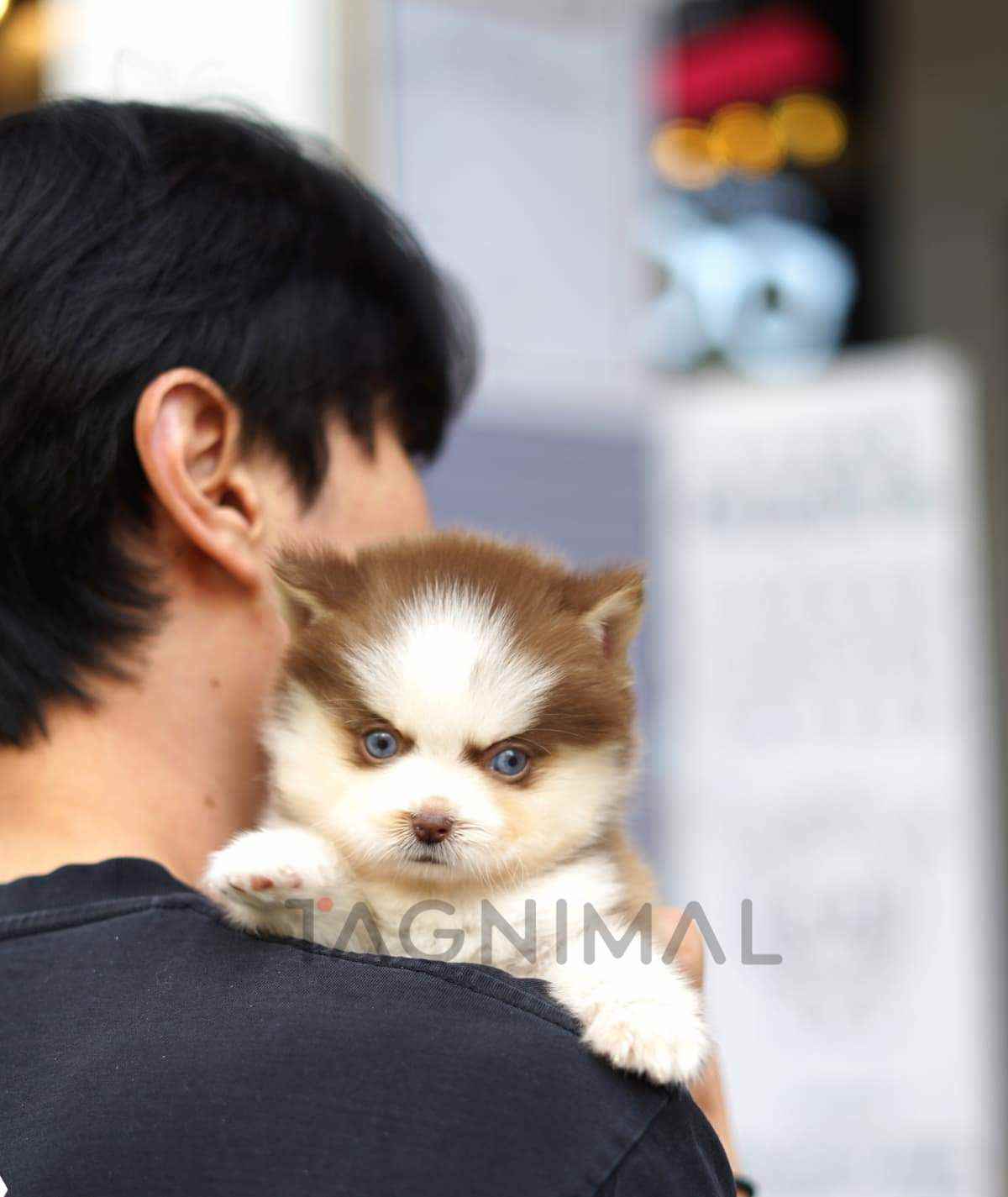 Rob (ร็อบ) | Tagnimal