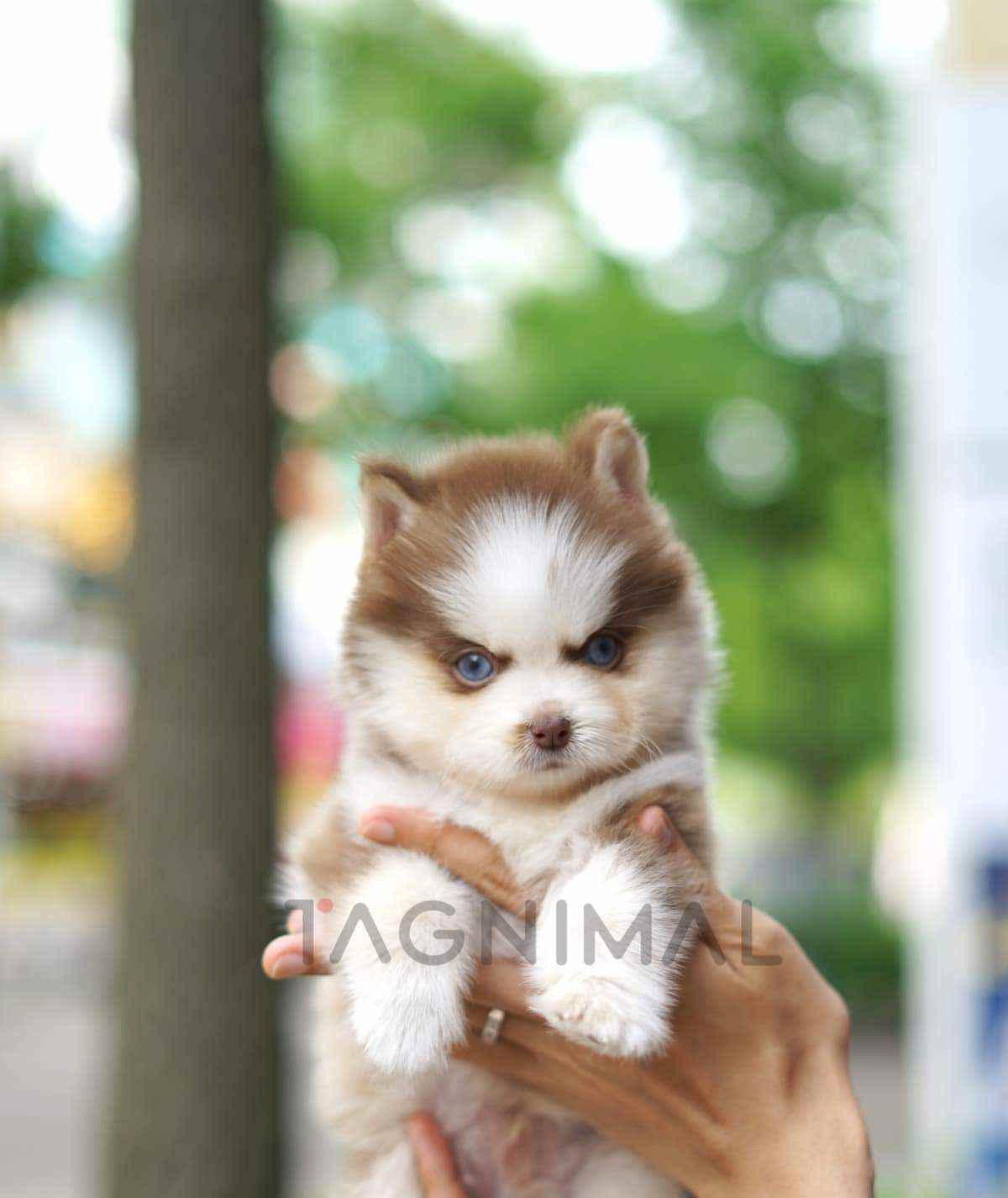 Rob (ร็อบ) | Tagnimal