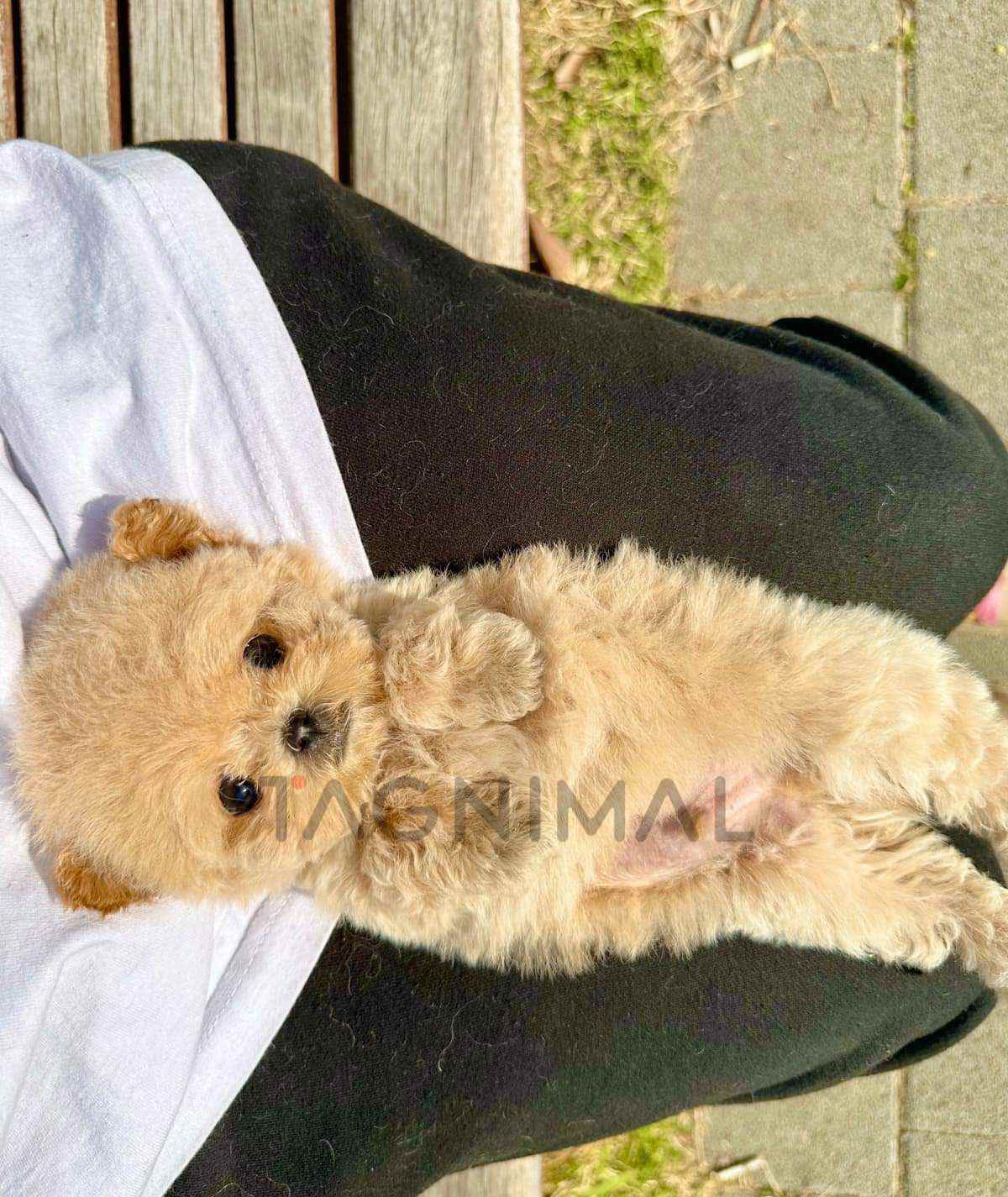 Tangmo (ตังโม) | Tagnimal