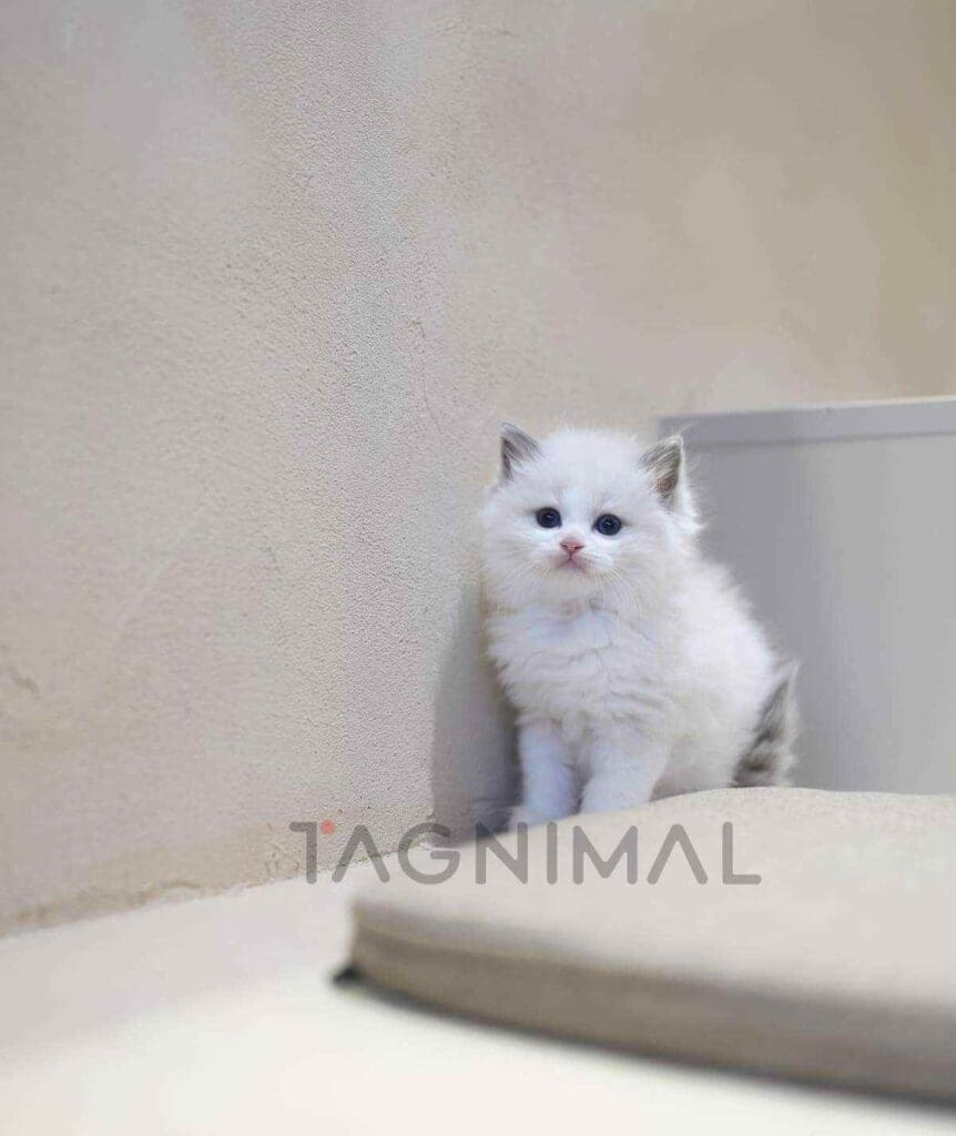 Joy (จอย) | Tagnimal