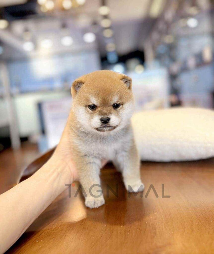 Timmy (ทิมมี่) | Tagnimal