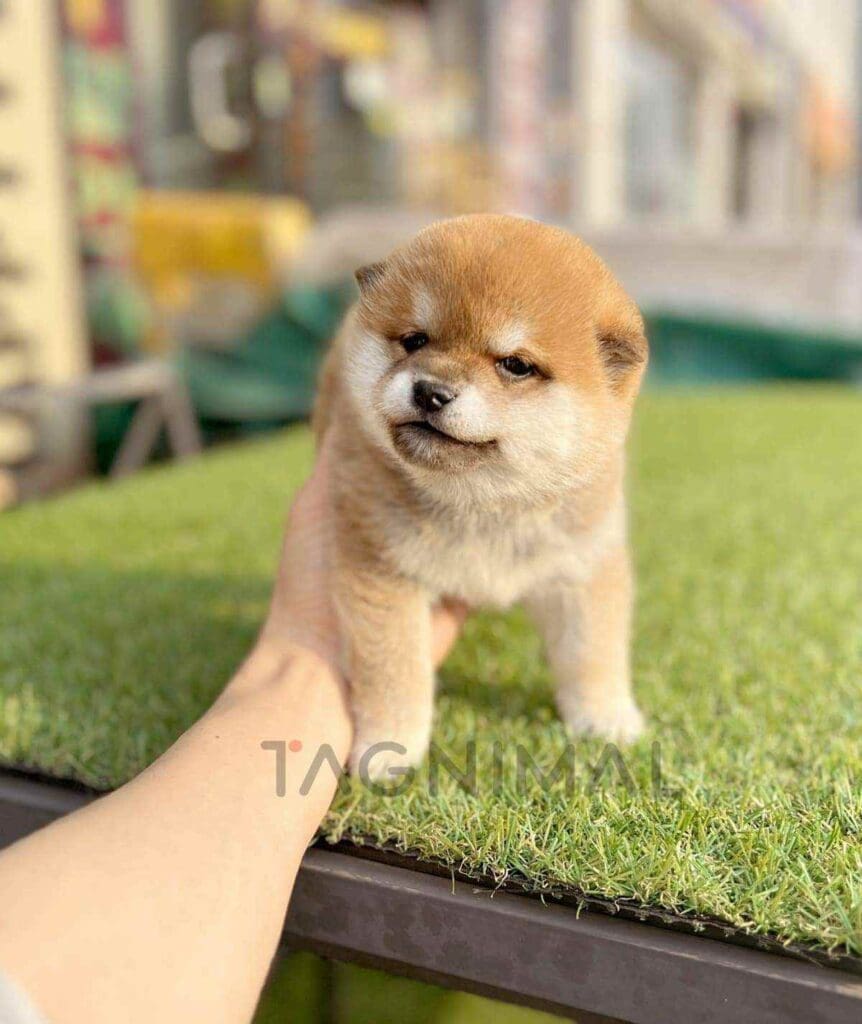 Timmy (ทิมมี่) | Tagnimal