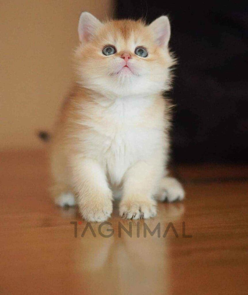 Jubee (จูบี้) | Tagnimal