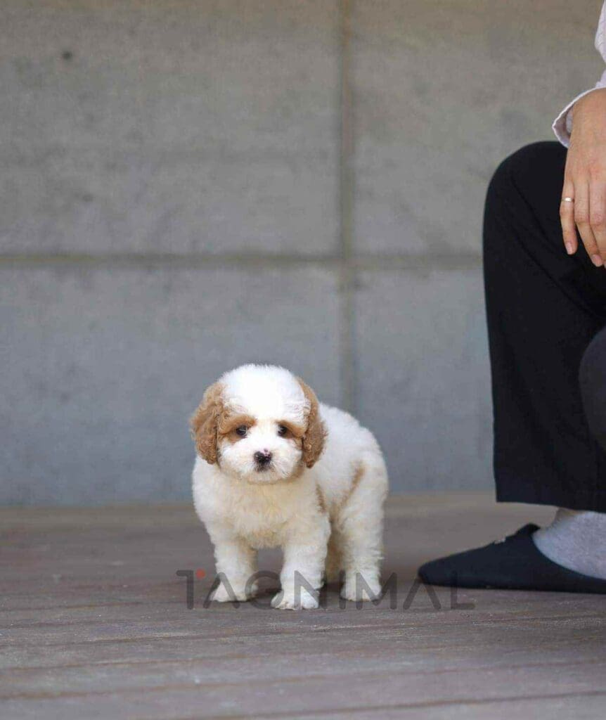 Robert (โรเบิร์ต) | Tagnimal