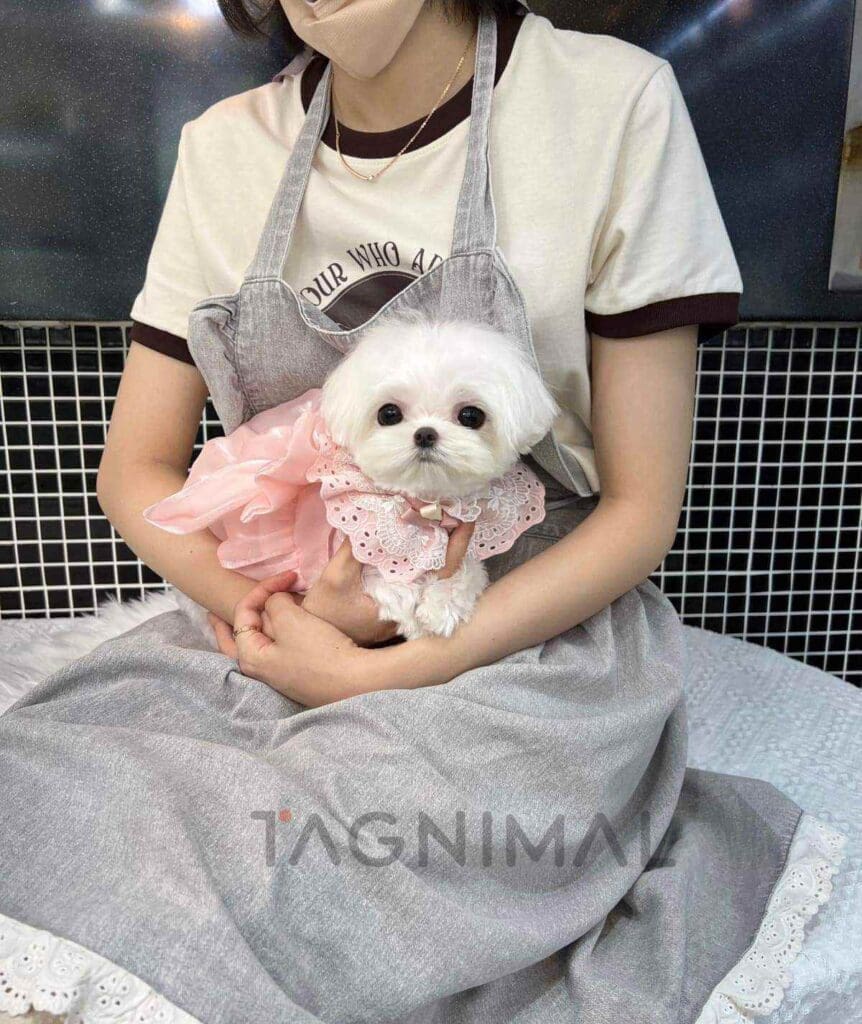 Jack (แจ็ค) | Tagnimal