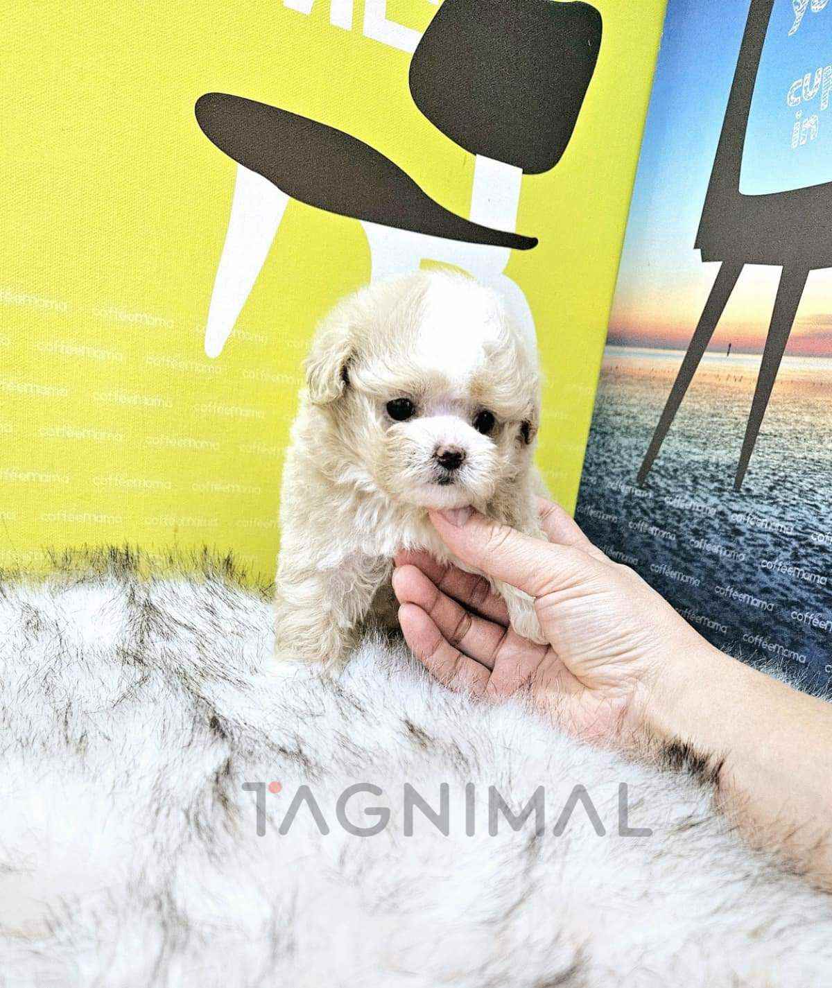 Aria (อาเรีย) | Tagnimal