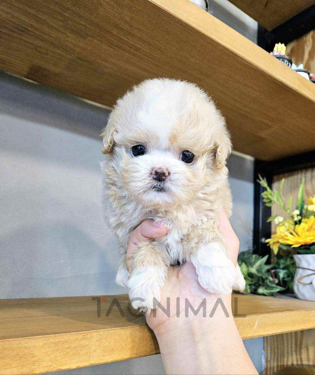 Aria (อาเรีย) | Tagnimal