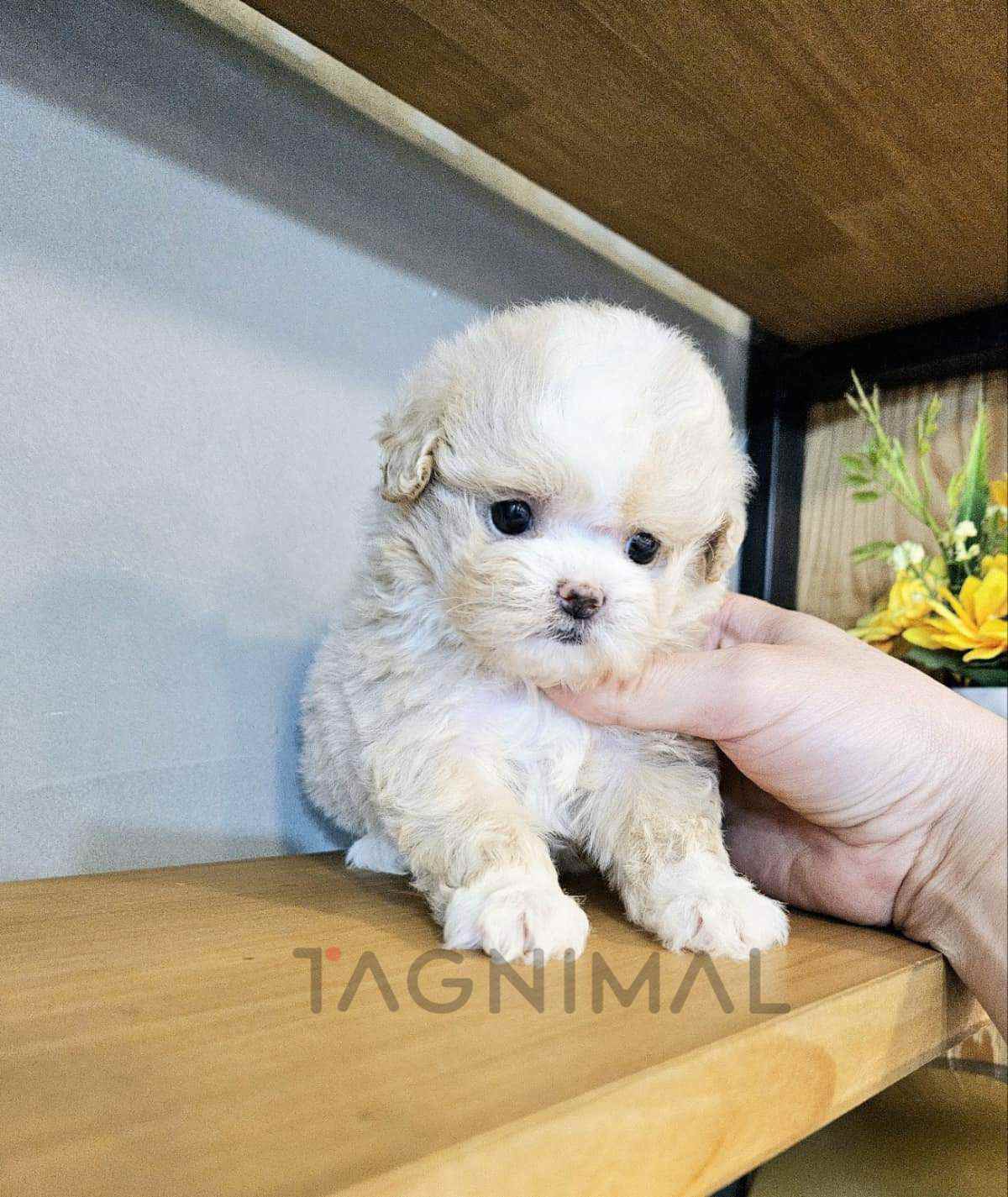 Aria (อาเรีย) | Tagnimal