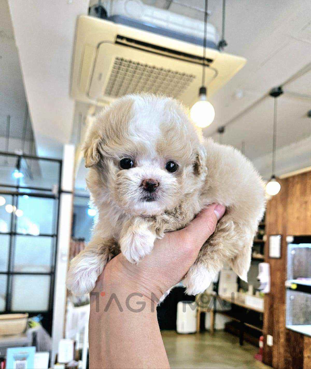 Aria (อาเรีย) | Tagnimal