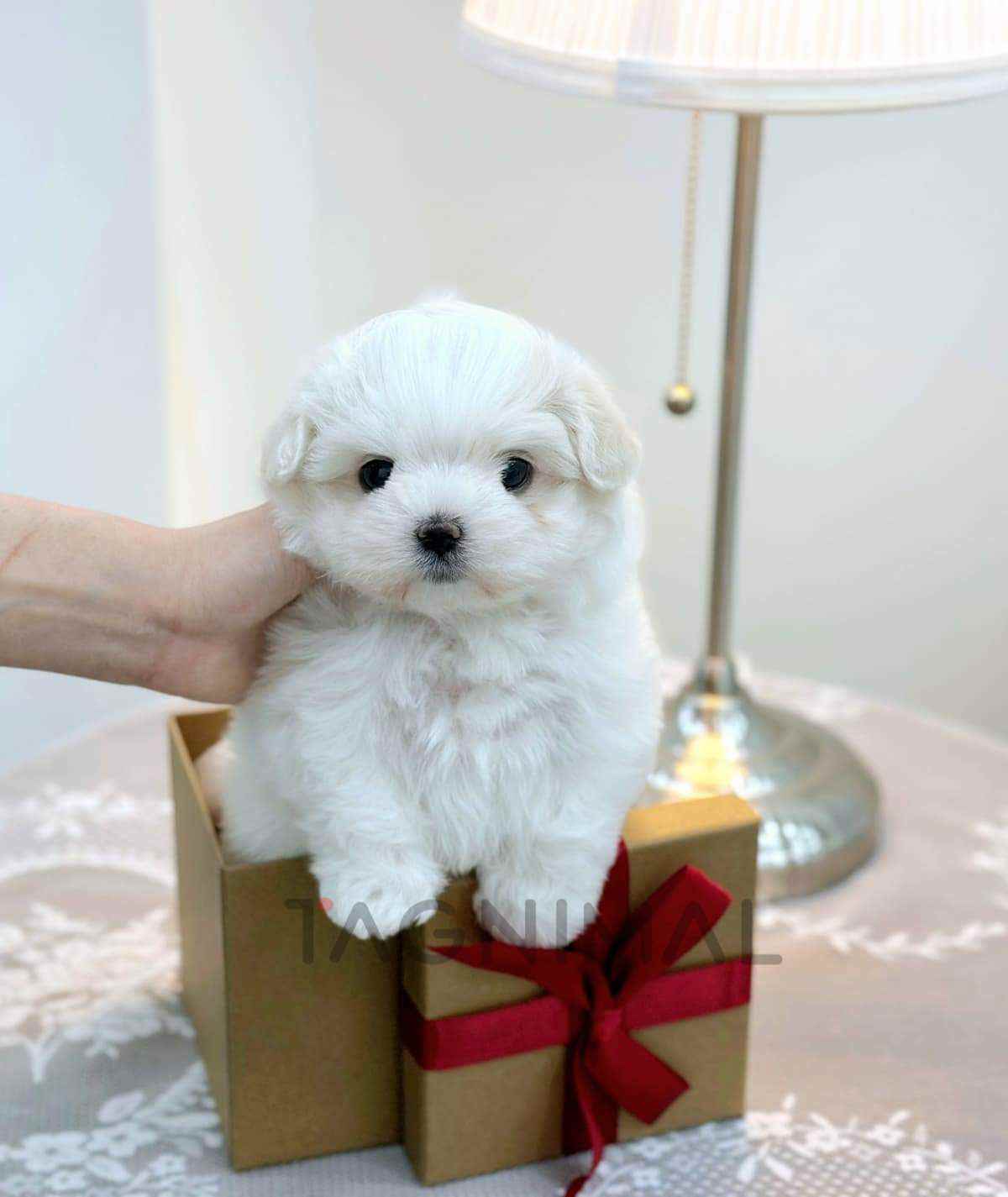 Marshmallow (มาร์ชเมลโลว์) | Tagnimal