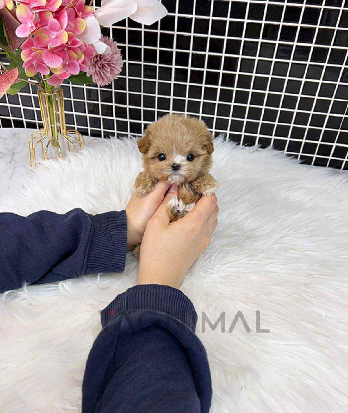 Morry (มอร์รี่) | Tagnimal