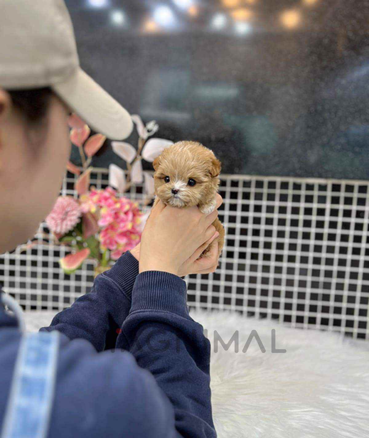 Morry (มอร์รี่) | Tagnimal