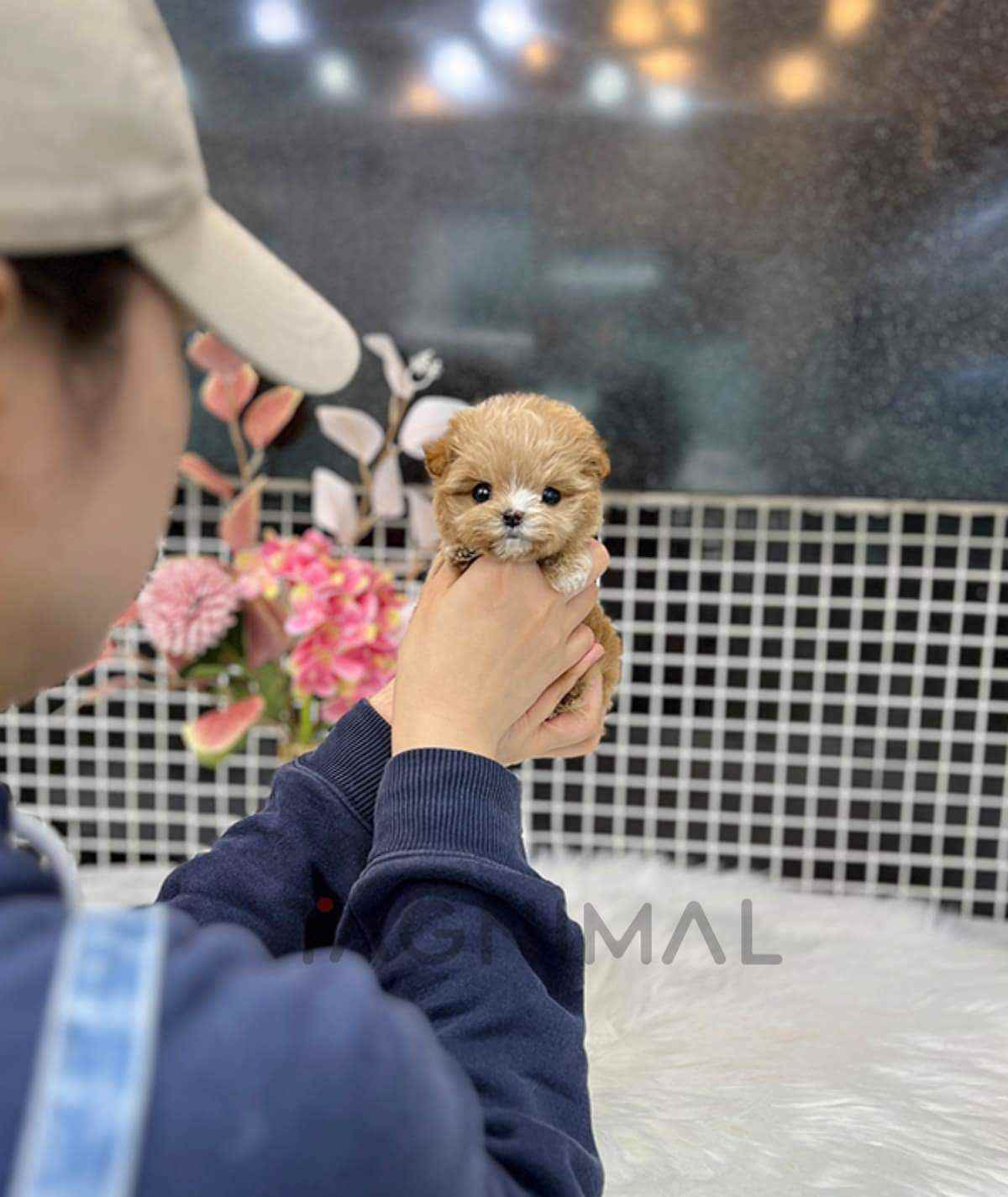 Morry (มอร์รี่) | Tagnimal